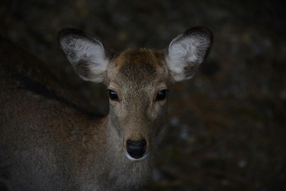 Second Deer Hit and Killed by Vehicle in Lafayette - NewsBreak