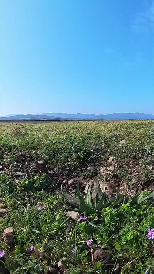 Secret to filming wildlife Grab an X3 and gopher it bezcoffee w ...