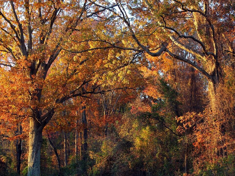 Discover Decatur: Fall forest bathing in North Alabama - NewsBreak