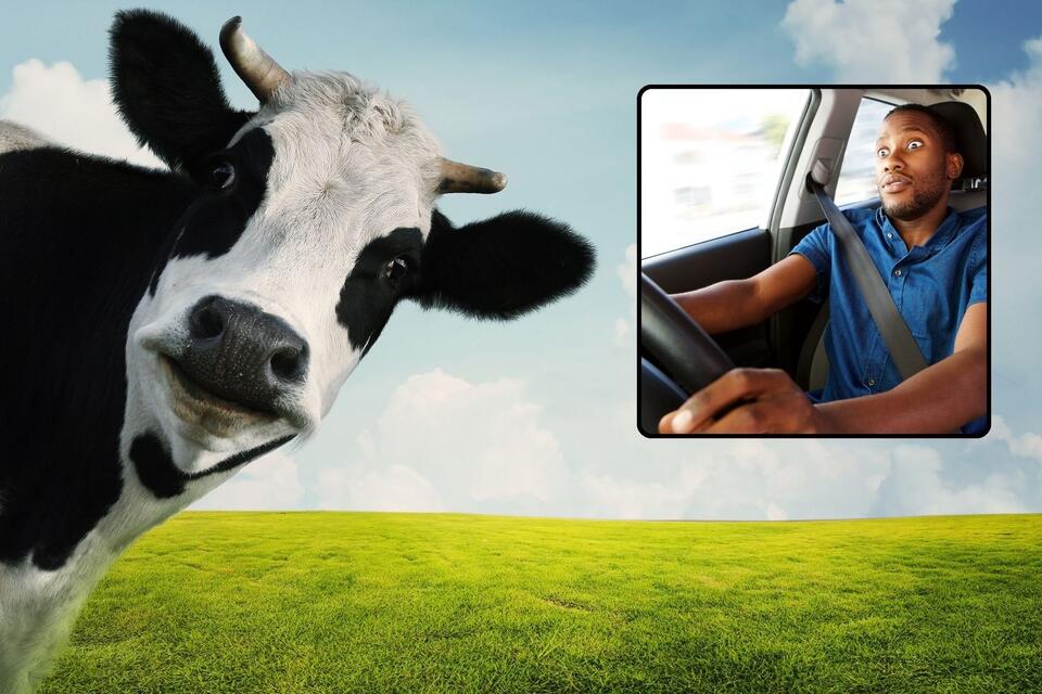 Minnesota Highway Horror: Cars Crash into Escaped Cows – Farmer Charged ...