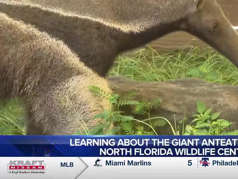 Meet Bumi: The North Florida Wildlife Center gives us an inside look at ...