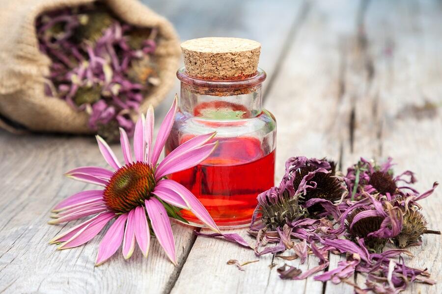 Echinacea under scrutiny: New report exposes adulteration and ...