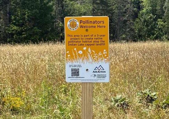 Capped Adirondack Landfill Becoming Native Pollinator Habitat - NewsBreak