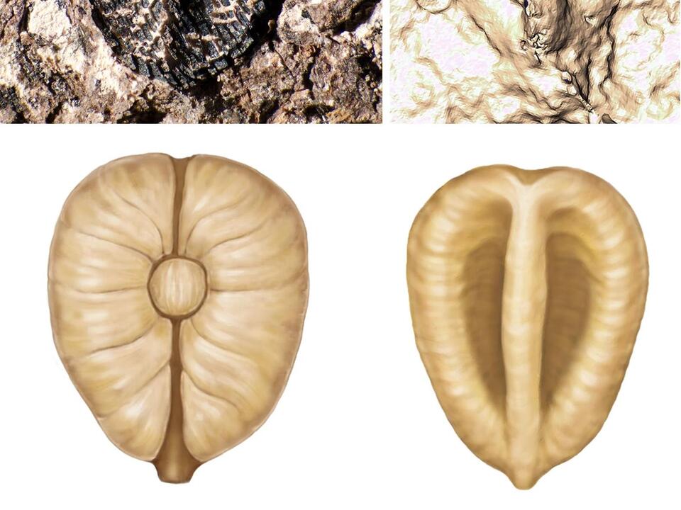 The Oldest Grapes in the Americas: Discovery of 60-Million-Year-Old ...