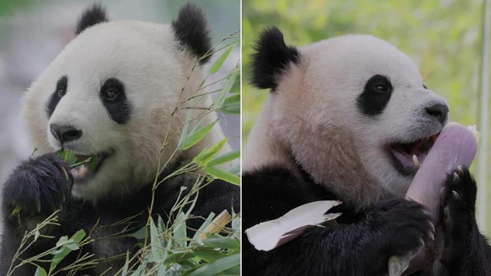 DC's giant pandas Bao Li and Qing Bao make National Zoo public debut ...