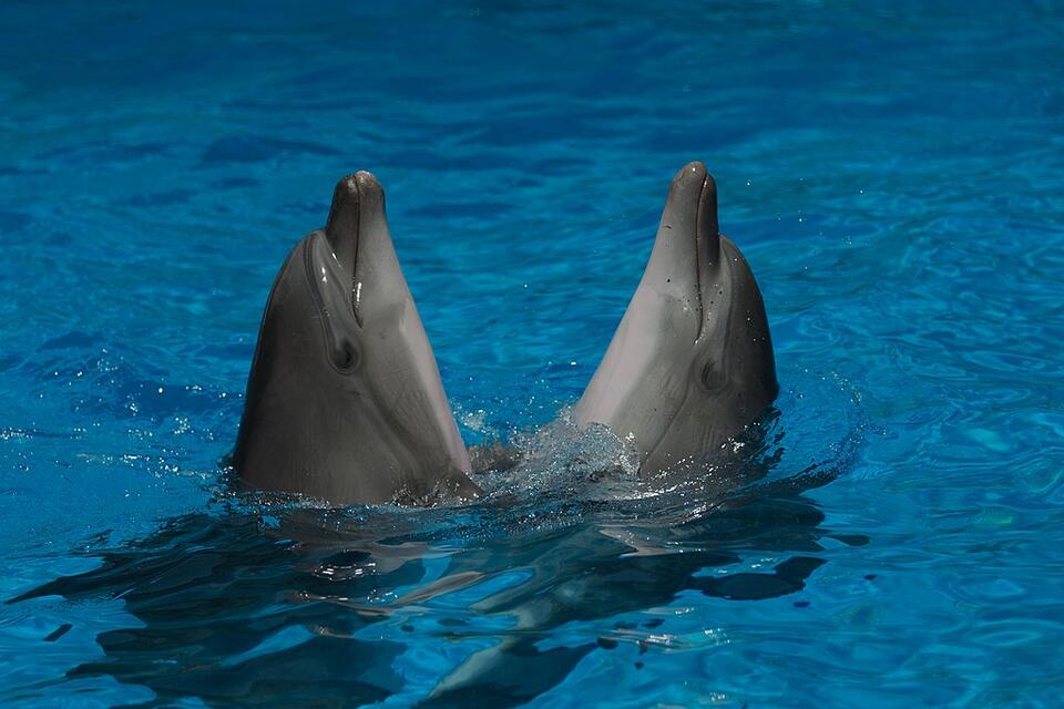 Captive No More? Riviera Maya Dolphin Facility Closed Permanently ...