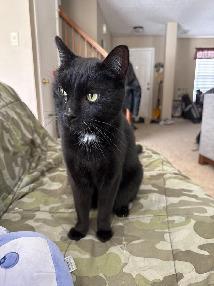 Lost Cat, Alert #95936 Lil dude missing near Pendleton pike, Lawrence ...