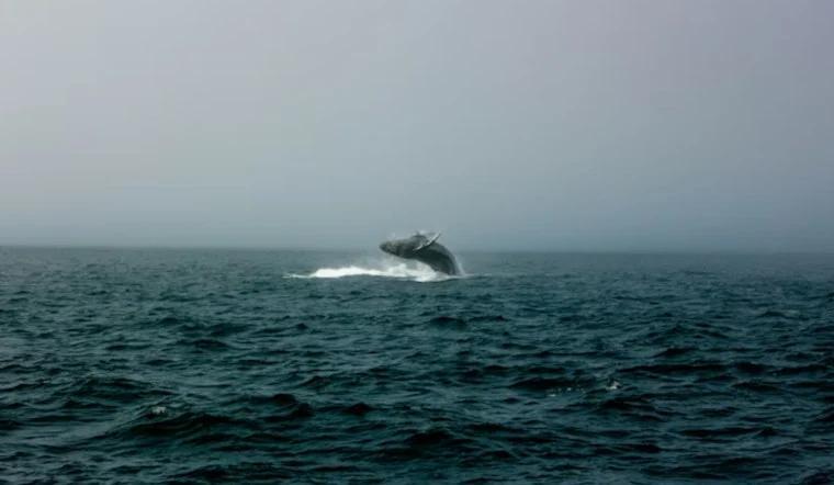 Samish Island Stunner, Rare Fin Whale Found Dead in Shallows - NewsBreak