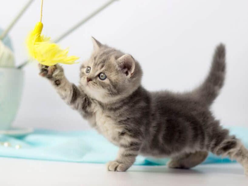 18 Reasons Your Cat is Meowing at Night and How to Quiet Them Down