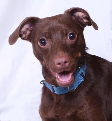 🐶 Playful, Gentle & Loyal Dogs Ready for Adoption in Honolulu - NewsBreak