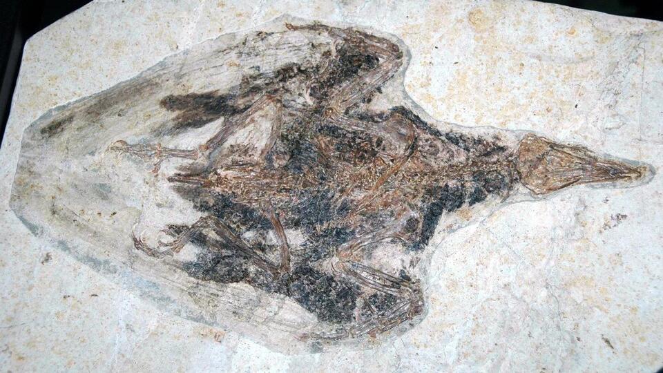 What Secrets Do Ancient Fossils Still Hold About Life on Earth? - NewsBreak