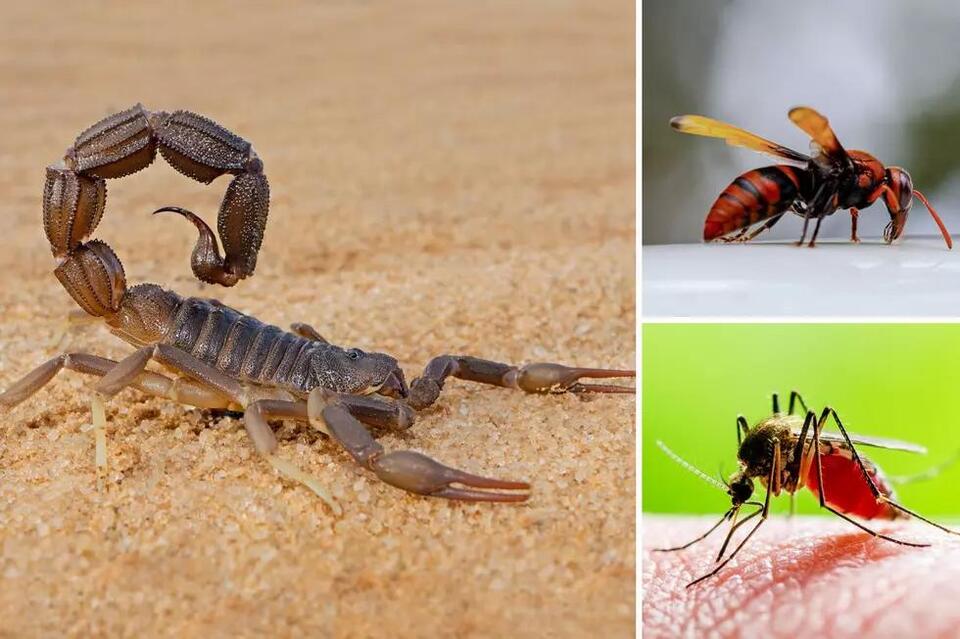 9 Strange And Disgusting Bugs For Texans To Watch Out For This Summer ...