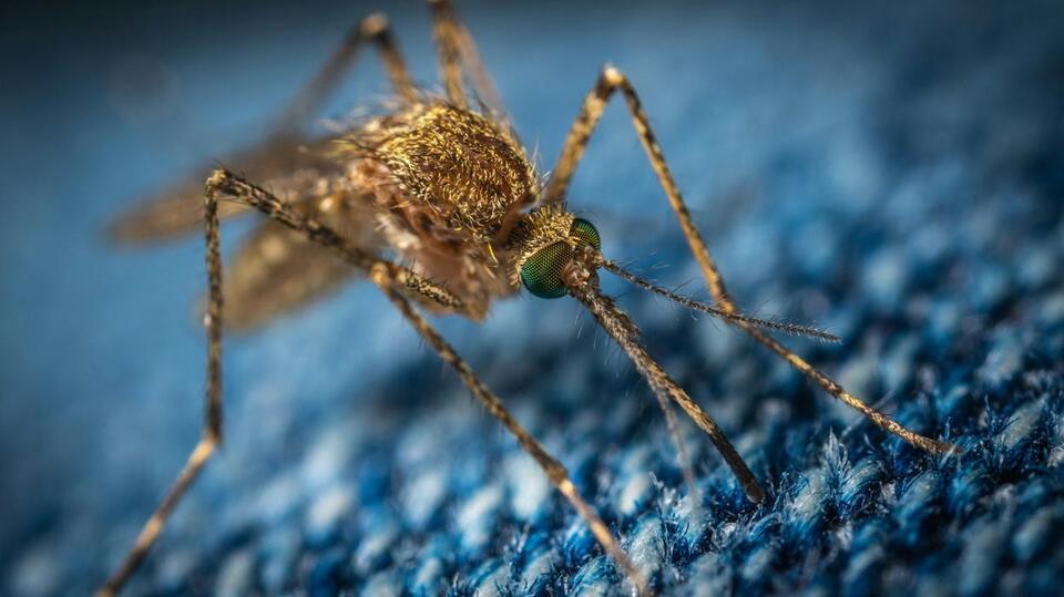 West Nile Virus in Missouri: 15 Hospitalized, 3 Dead - NewsBreak