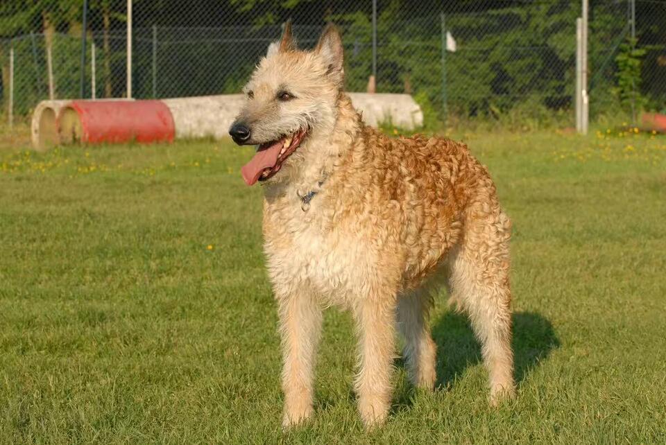 Rare dog breed warning as as only 1,000 left around the world as ...