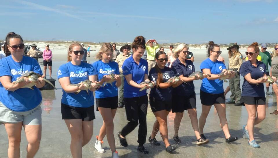 Clearwater Marine Aquarium rehabs, releases 15 sea turtles - NewsBreak