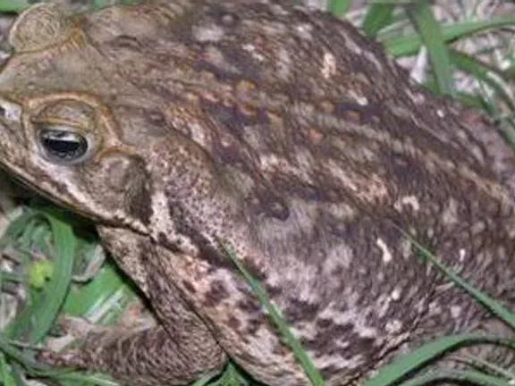 Village Of Tequesta: Beware Of 'Giant' Toads