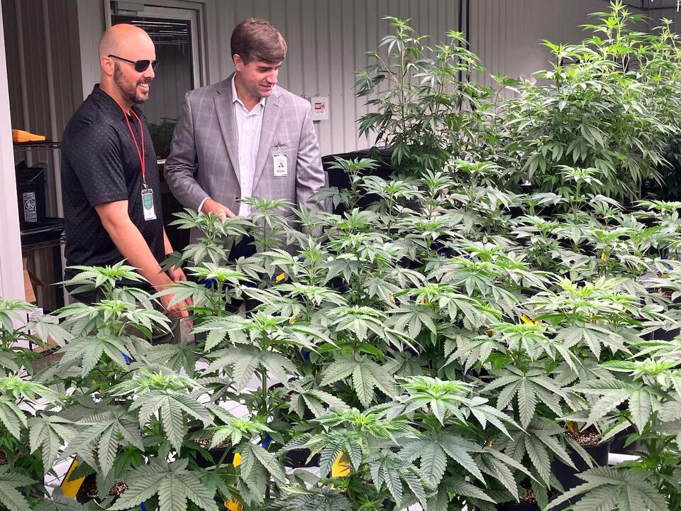 Medical marijuana plants growing in Alabama under careful conditions ...