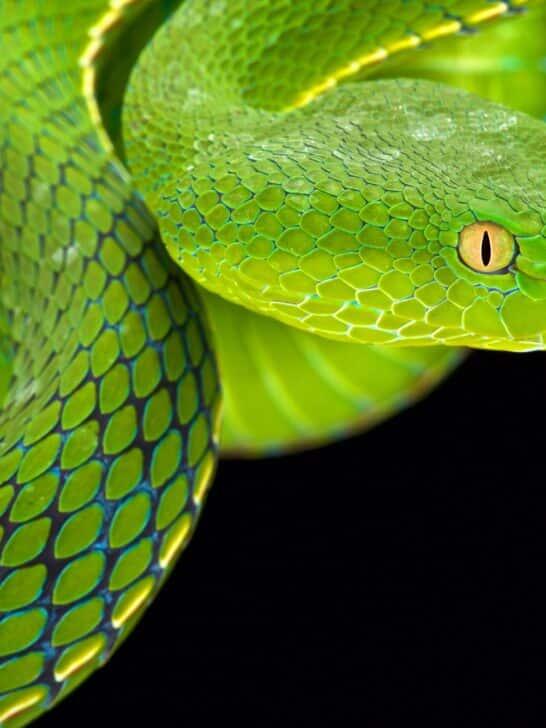 Discover Green Tree Viper Bite - NewsBreak