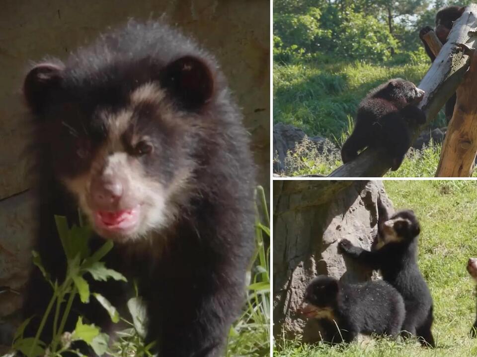 Rare Andean bear triplets make their debut at Queens Zoo