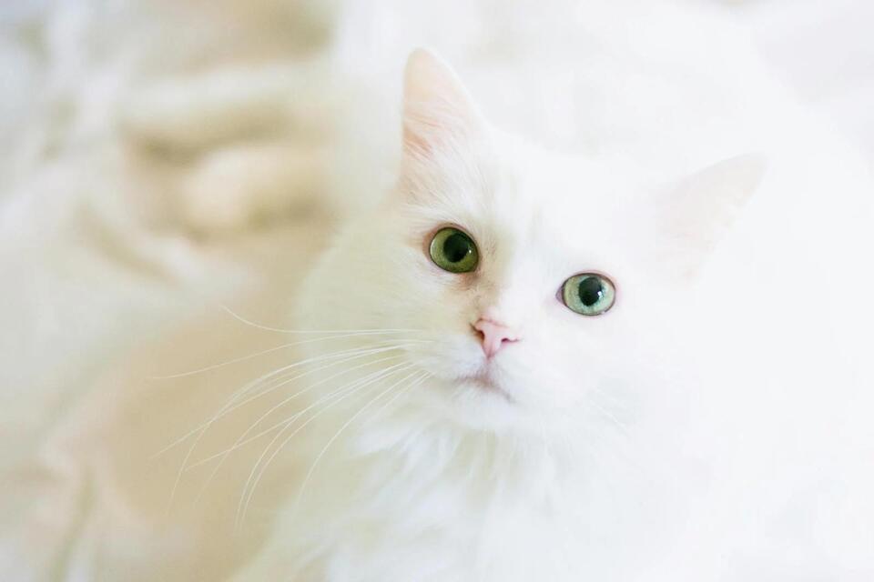 11 Signs Your Cat Is Trying to Warn You About Something - NewsBreak