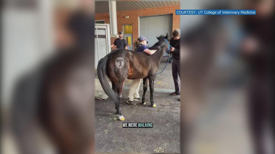 Seven is Home: Premature foal, Seven, returns home after months of ...