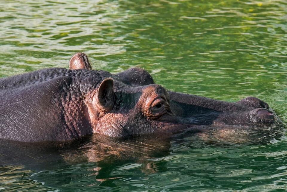 Man sues safari tour operator after wife was attacked by hippo, died ...