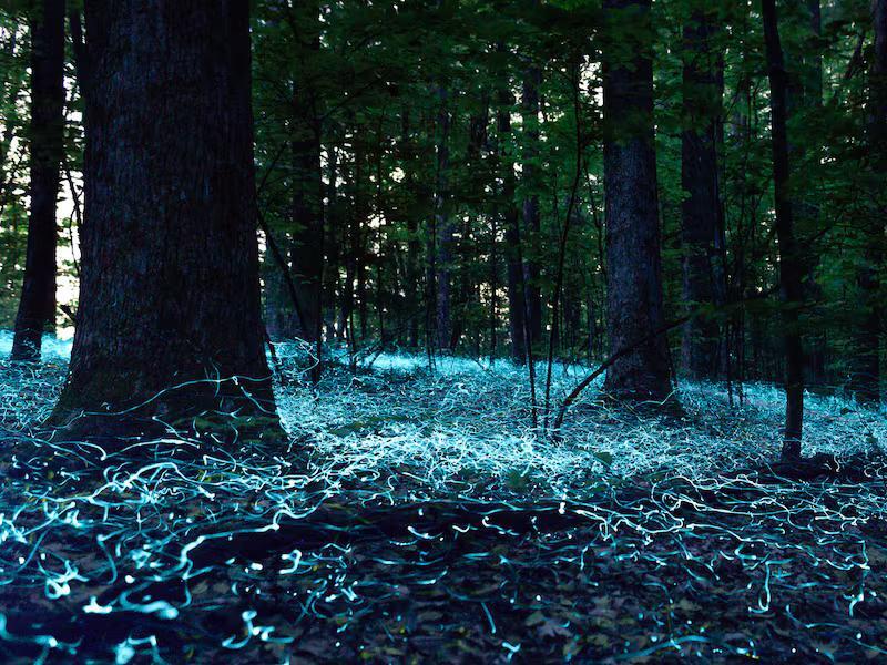NC group offering tours allowing people to see Blue Ghost Fireflies