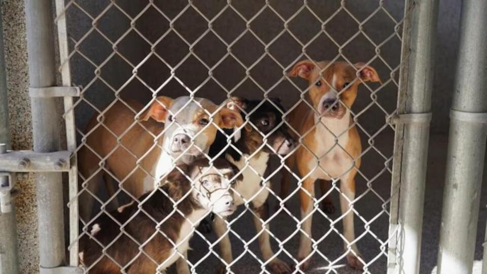 PD: Peoria woman had surrendered 40 dogs before police seized dozens ...
