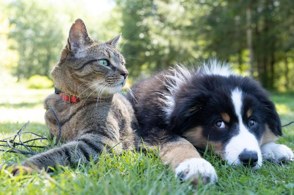 Adopt a Pet in Evansville During Hoosier Shelter Pet Month - NewsBreak