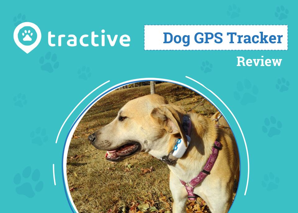 Tractive Dog GPS Tracker 2026 Review: An Expert’s Breakdown - NewsBreak