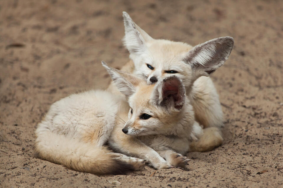 8 Survival Tactics Animals Use in Harsh Environments - NewsBreak