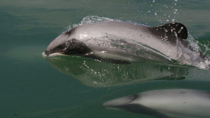 This Dolphin Is Risking Extinction Sooner Than Expected - NewsBreak