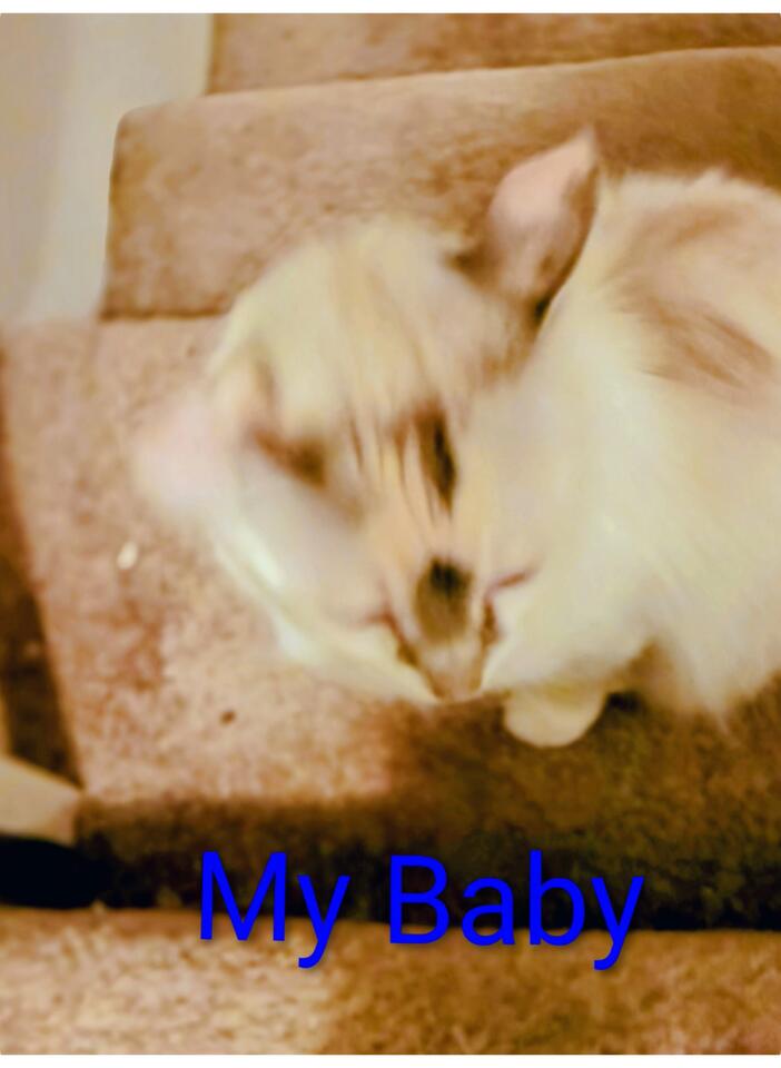 Little Baby - NewsBreak