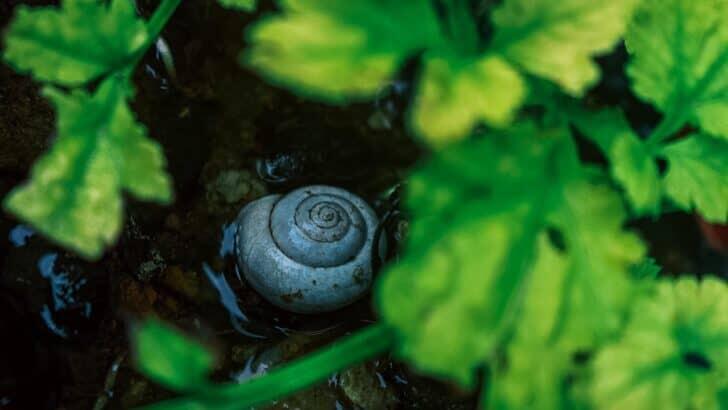 Why Snails Hibernate Inside Their Shells - NewsBreak