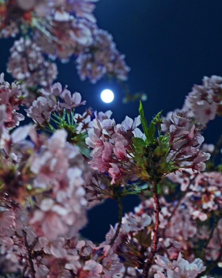 Flowering Cherry Tree Landscaping Set for Feb. 3-6 in the North Mall at ...