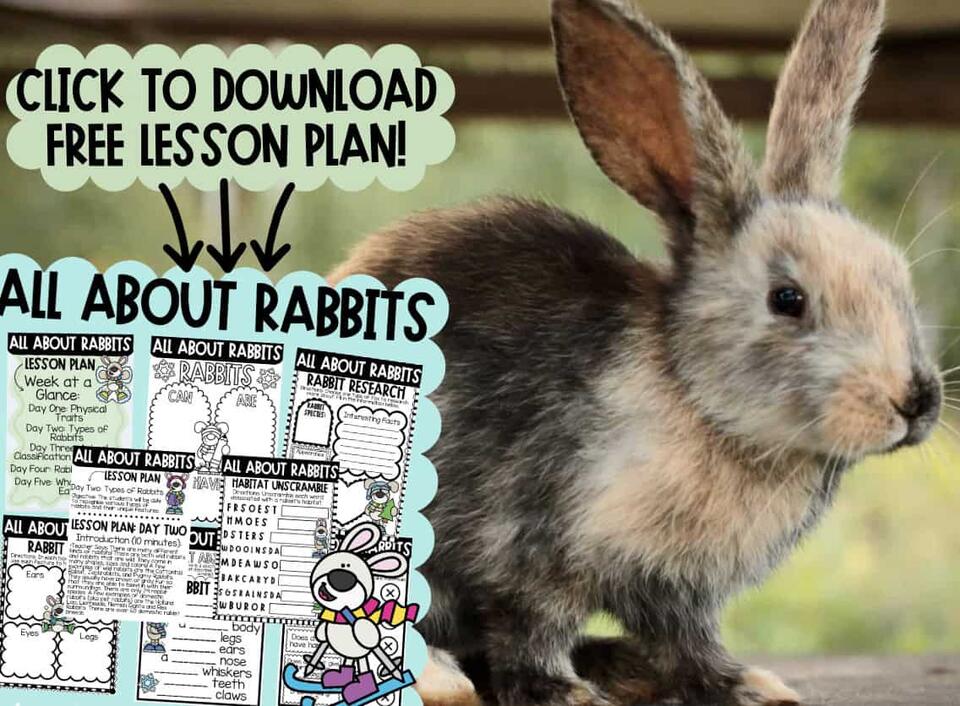 Hop into Learning: A Free Unit Plan for Kids All About Rabbits - NewsBreak