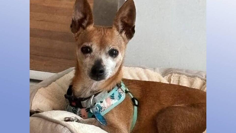 Meet the 13-pound Miniature Pinscher-Chihuahua mix dog, Sandy, seeking ...