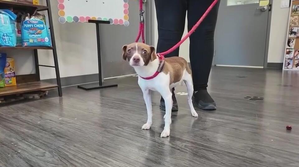 Dog found zipped in suitcase sparks Fayette County animal cruelty ...
