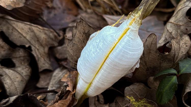 Frost flowers seen in Louisville as bitter cold weather brings first ...