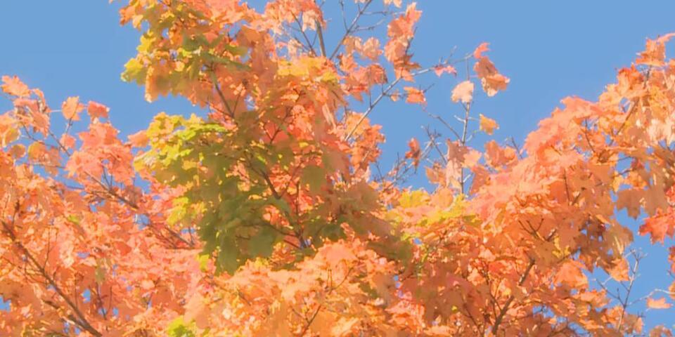 Fall colors coming along well in 2025 plus how they work - NewsBreak