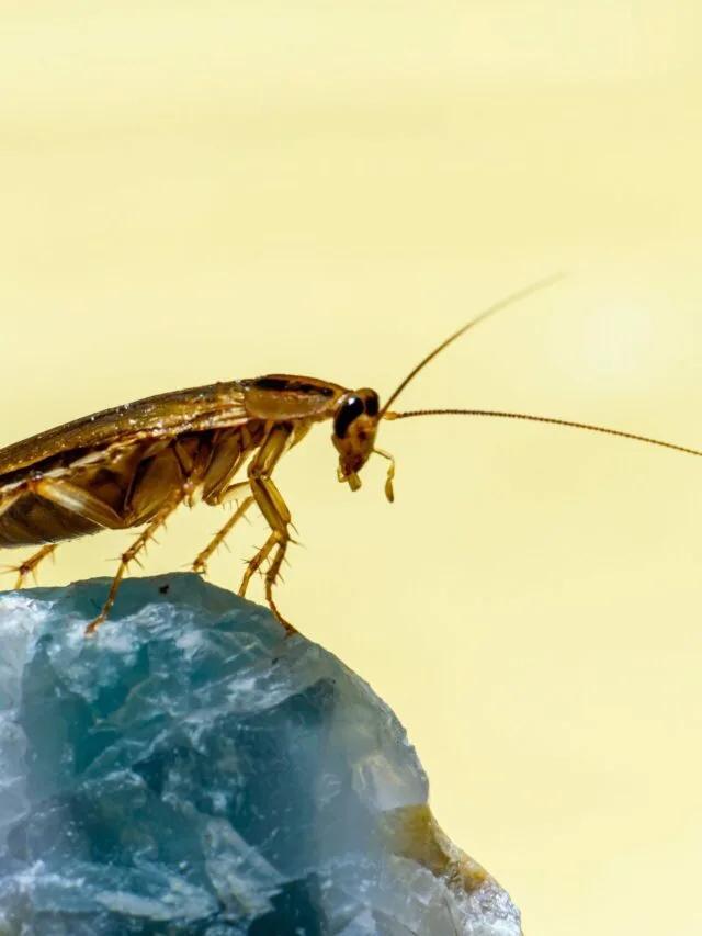 Creepy Cockroaches in Ohio - NewsBreak