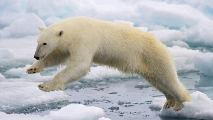Polar Bears Display Remarkable Adaptation to Melting Habitat But ...