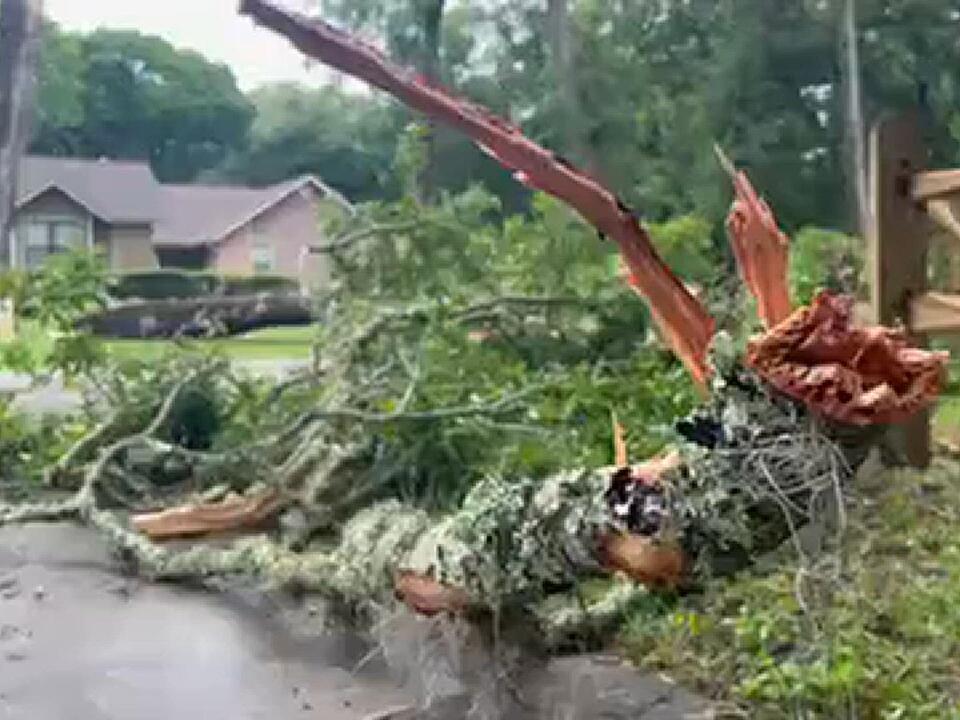 Aftermath: Lightning strikes trees along Pleasant Valley Drive in ...