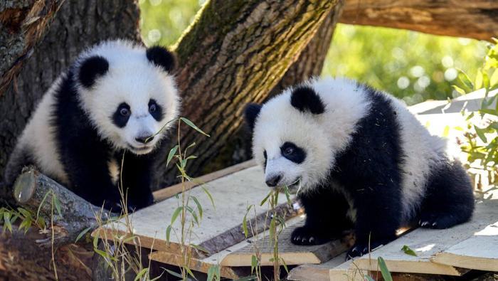 Scientists genetically engineer wolves similar to the extinct dire wolf - NewsBreak