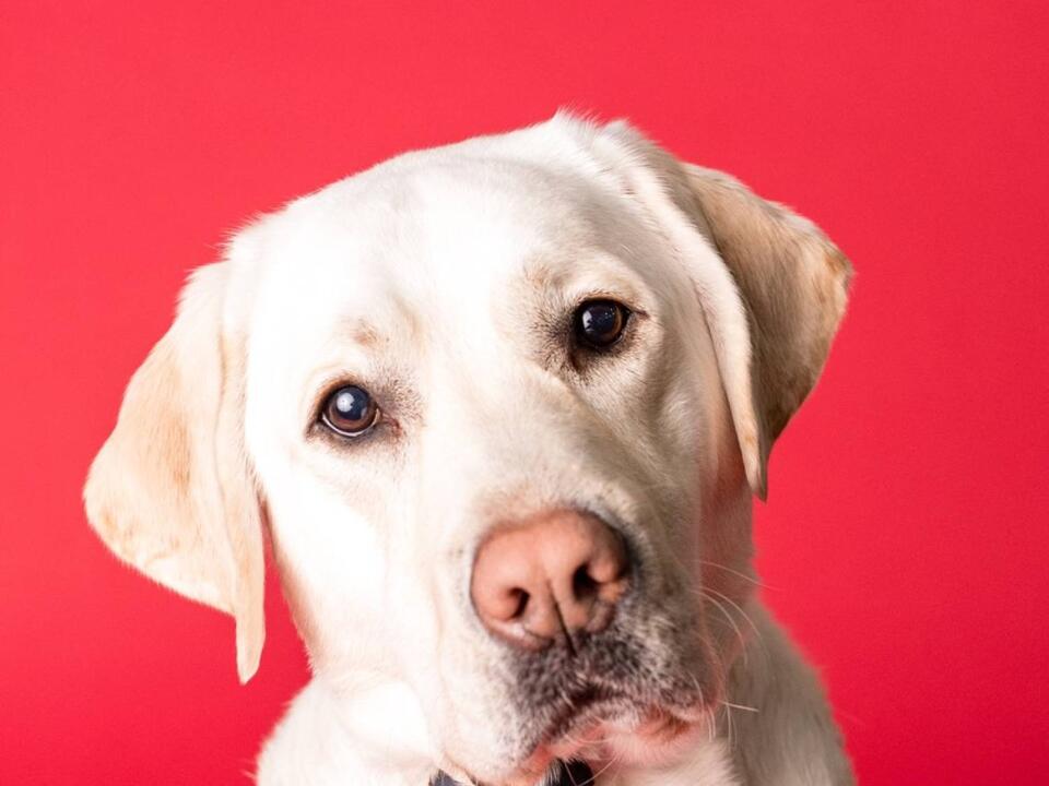 Enter your 'ulti-mutt cutie' to be top dog in 2024 Pooch Playoffs ...