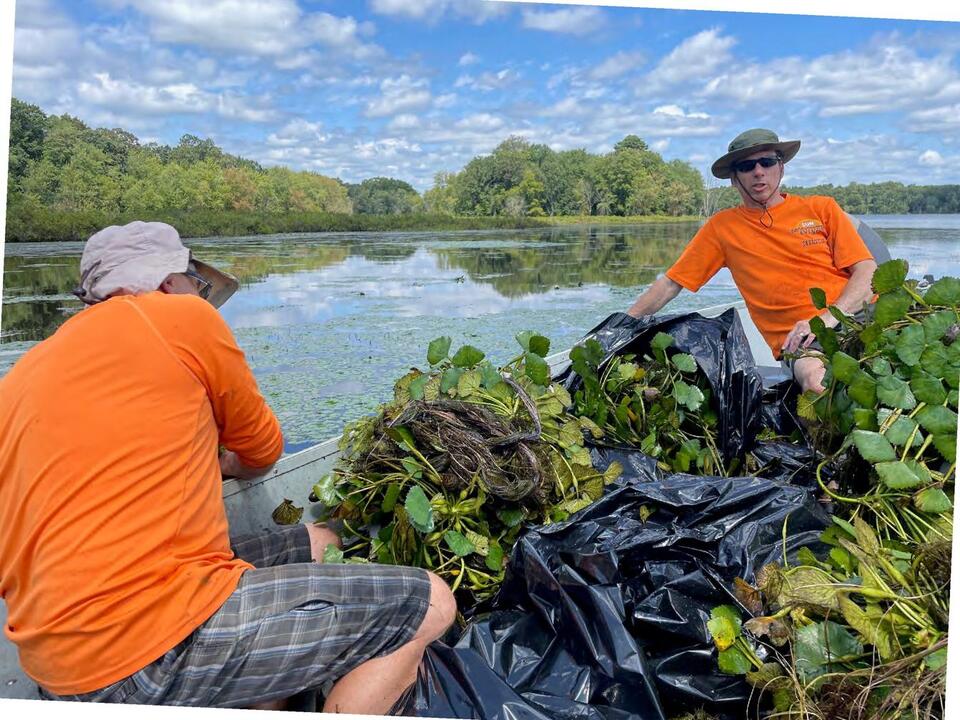 Wayland’s Great Ponds treated for invasives - NewsBreak