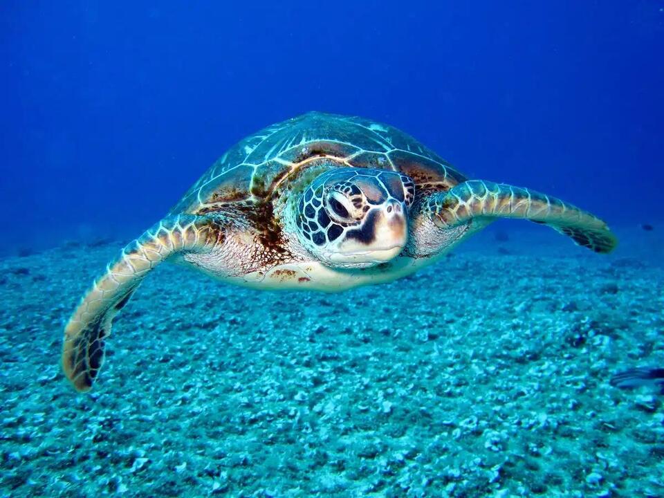 Seeing Turtle City in a Transparent Kayak - NewsBreak