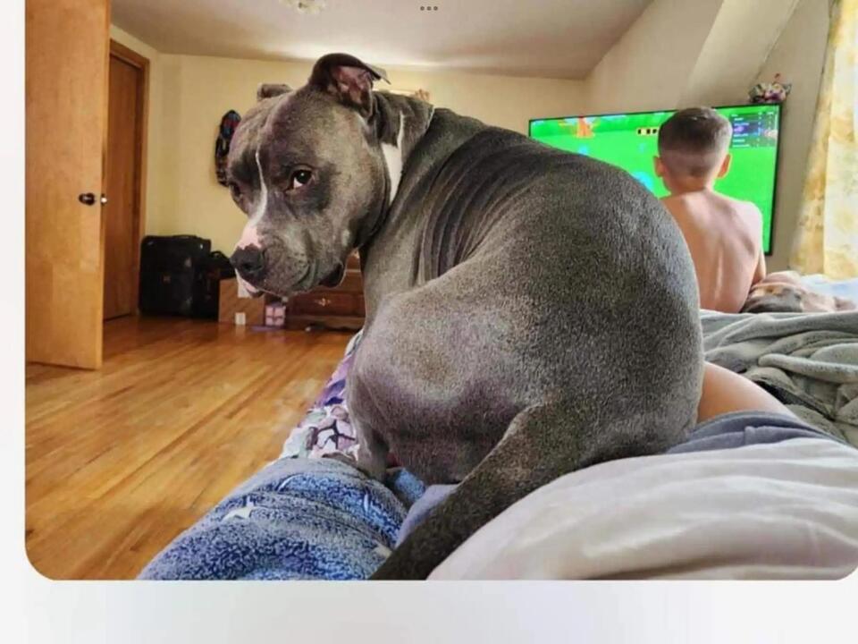 Iowa family searching for dog that went missing during January Amber ...