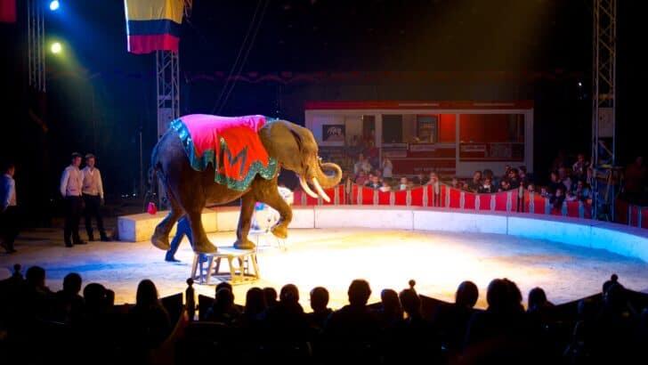 Exposing the Truth About Circus Animals: Is It Time to Ban Them for ...