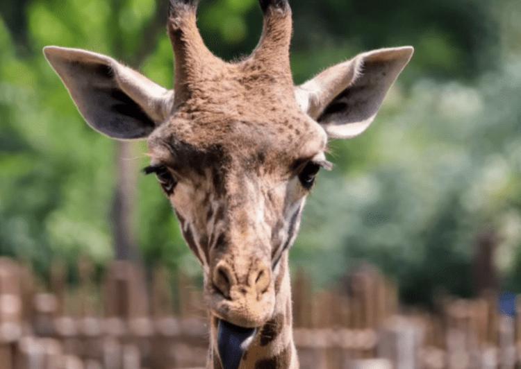 Meet Enzi: The Powerful New Addition to Roger Williams Park Zoo’s ...